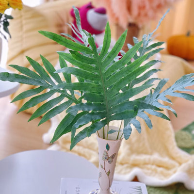 贯众蕨叶鲜花云南直发配叶蓝星蕨