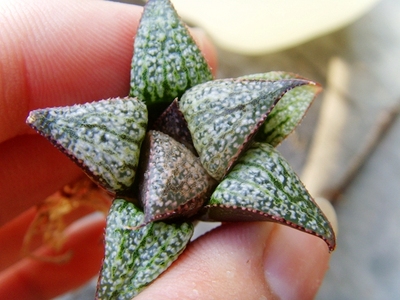 原始种十二卷南非多肉