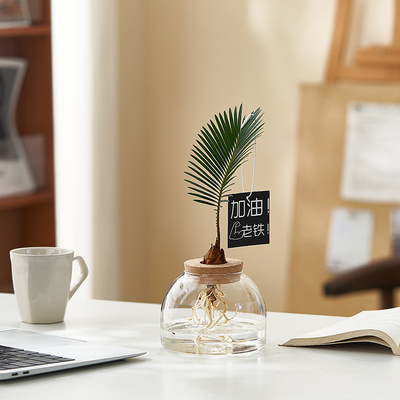 加油净化空气植物办公室