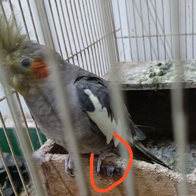 议价Cockatiel With A Disabled Leg. If You Dont W To Raise It