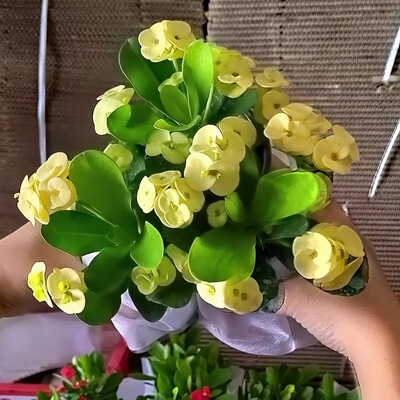 稀有粉色虎刺梅带花苞铁海棠盆栽开花不断花卉室内阳台庭院绿植