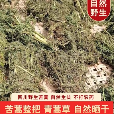 清热四川青蒿农家下火山上挖
