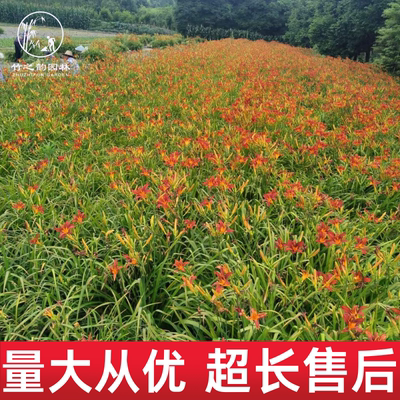 大花萱草庭院耐寒植物大花萱草多