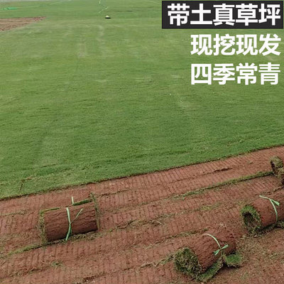 草皮草坪带泥土台湾二号百慕大麦