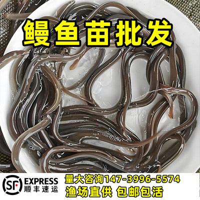 鳗鱼苗淡水养殖花白鳝苗