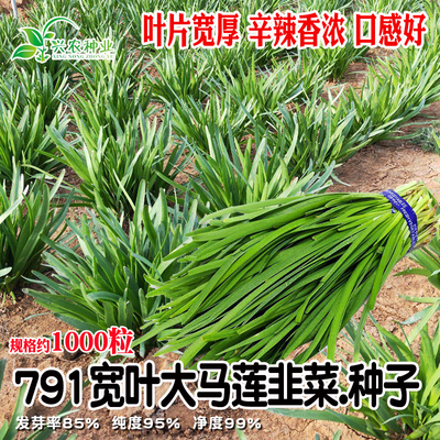 中研791宽叶大马莲韭菜种子
