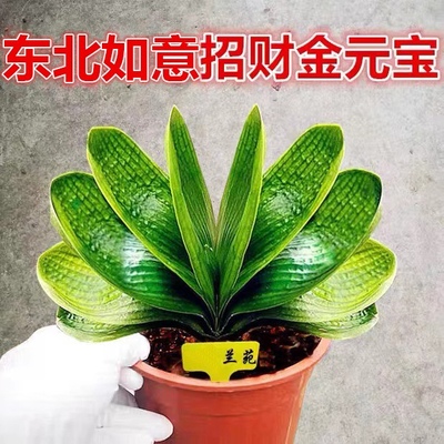 长春精品君子兰盆栽花卉新品名贵金元宝圆头圆头麻脸浅体油匠小苗