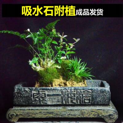 与石景致吸水石盆景水培增湿美观
