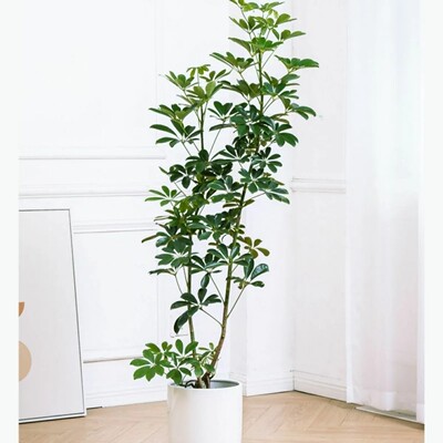 八方来财盆栽栽 鹅掌柴苗 鸭掌木 七叶莲 招财树室内办公室绿植