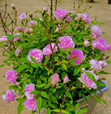 浓香超微月季月瞳多头多季节开花盆栽阳台花卉