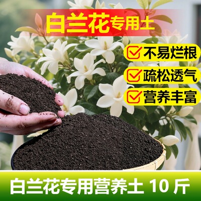 白兰花专用土叶黑斑枯黄落叶焦尖粉病白玉黄角果兰花肥营养土虫药