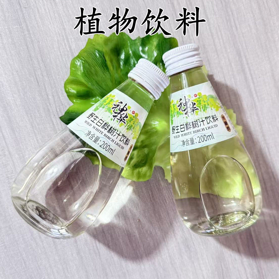 野生白桦树汁饮料树液饮品小兴安岭原始白桦树林植物饮品北纬寒带