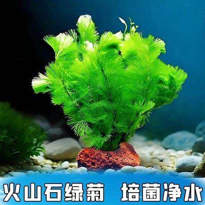 新手草培菌净水火山石绿菊生态缸