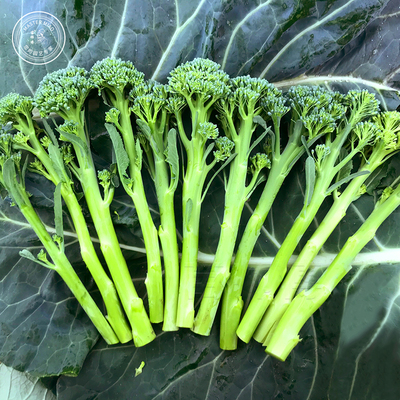 西兰苔一号种子种籽菜心西兰菜苔青花芥兰芥蓝蔬菜苗孑秧苗种苗