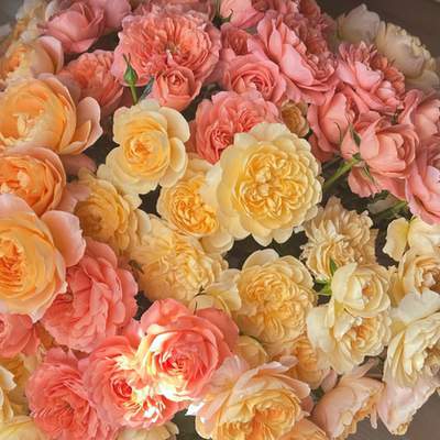 稀有混搭10枝多头杏色果汁玫瑰