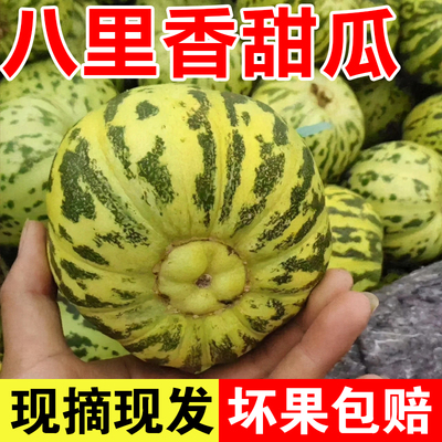 东北特产八里香甜瓜新鲜水果包邮