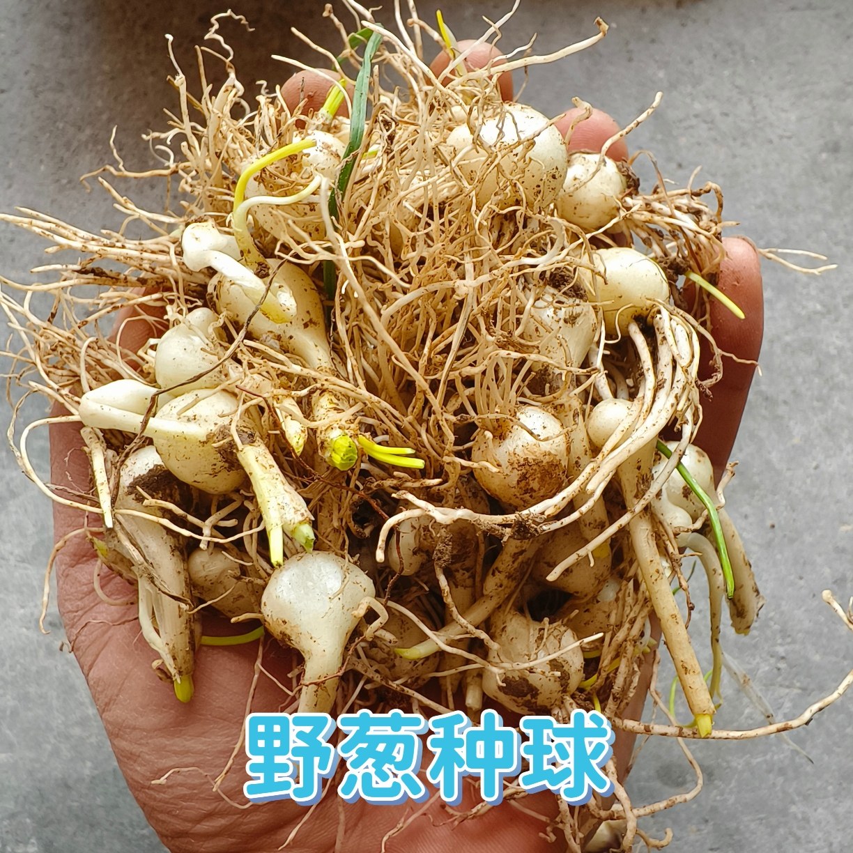 野葱种苗现挖小根蒜种球大脑瓜苗小山蒜野蒜薤白炒腊肉野葱炒蛋