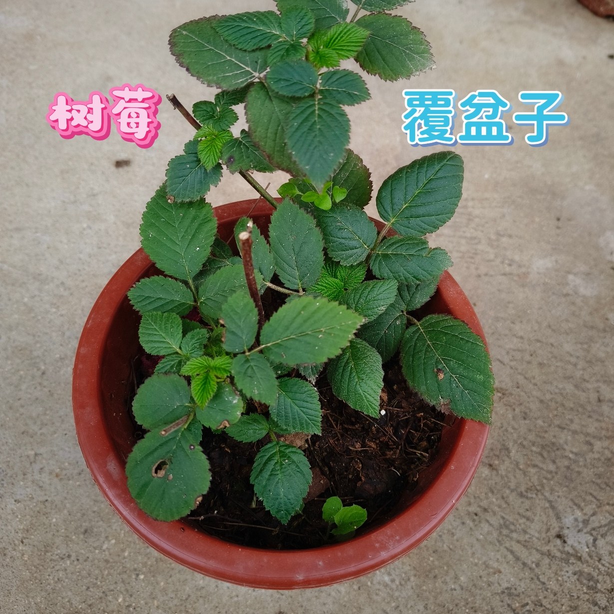 覆盆子盆栽树莓盆栽好养空心泡大果红树莓盆栽地栽野草莓蓬蘽盆栽
