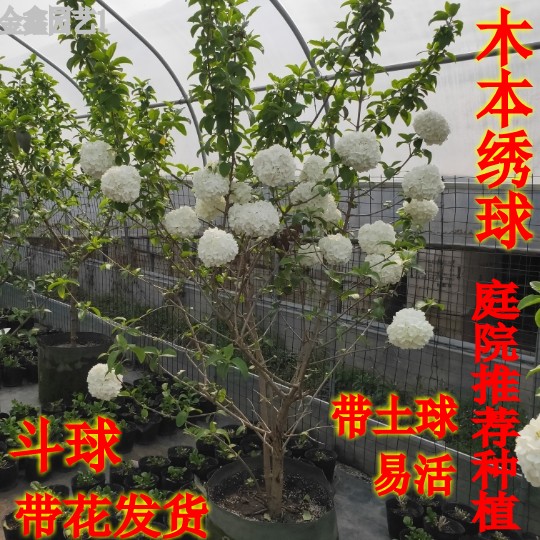 木本绣球树苗中华大花木琼花木八仙花绣球室外庭院地栽盆栽绣球花