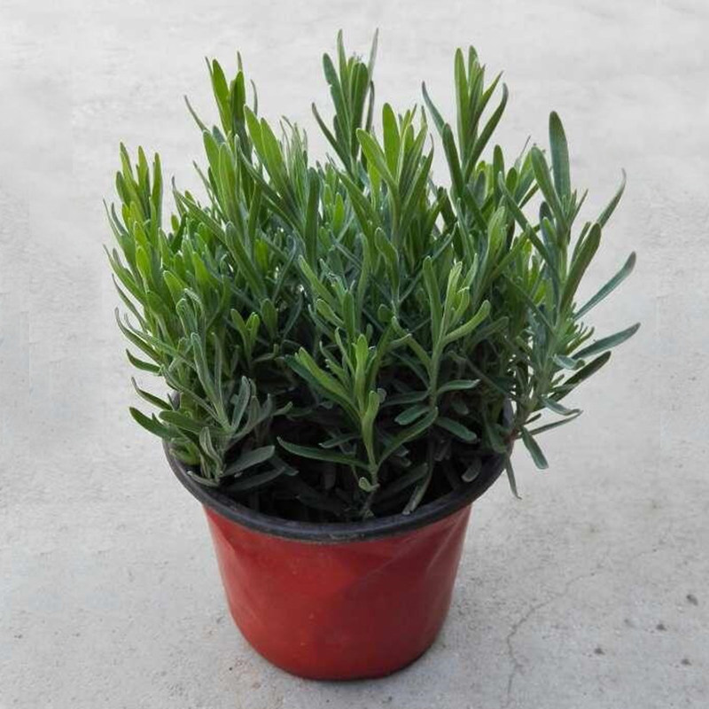 迷迭香盆栽迷失香苗观叶客厅办公桌香草植物阳台桌面驱蚊草迷迭香
