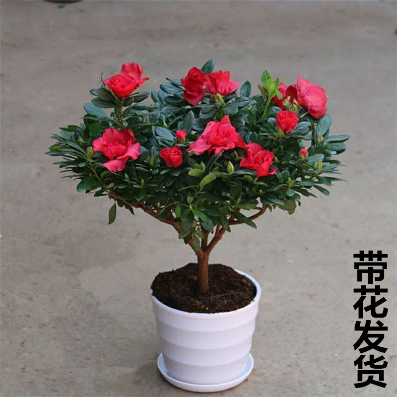 四季开花映山红杜鹃花苗盆栽室内庭院植物杜娟花树状盆带花苞发货