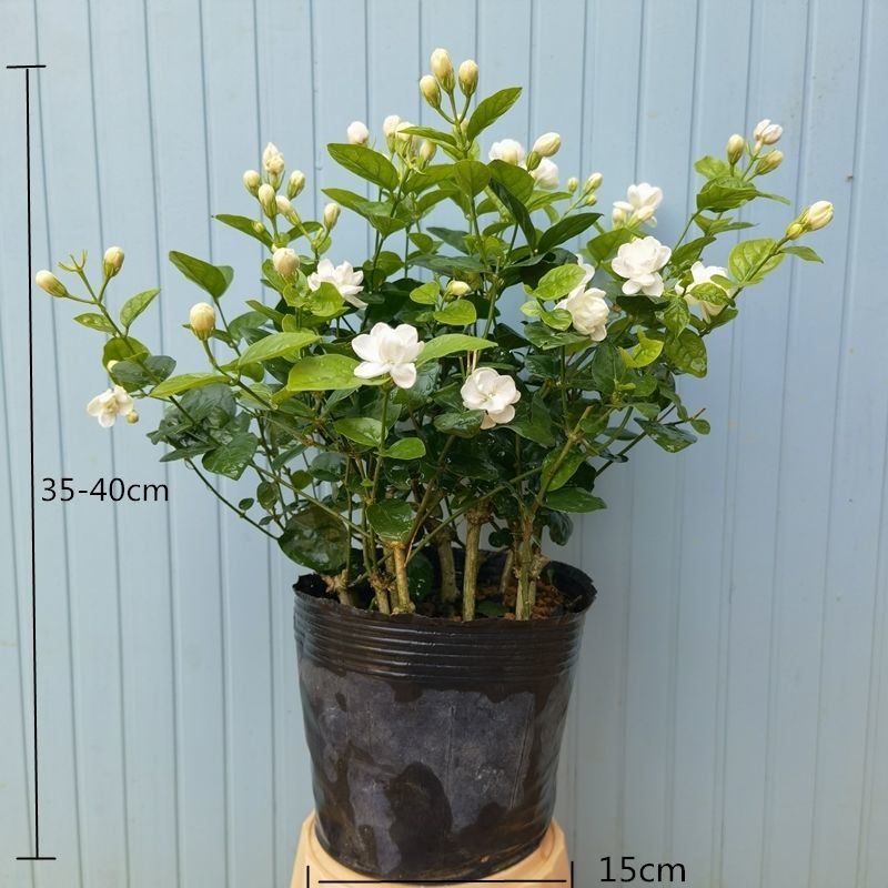 茉莉花苗盆栽带花苞栀子花卉植物室内绿植九里香浓香四季开花好养