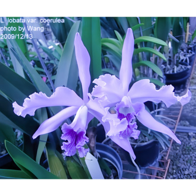 高端精选L.lobata coerulea 