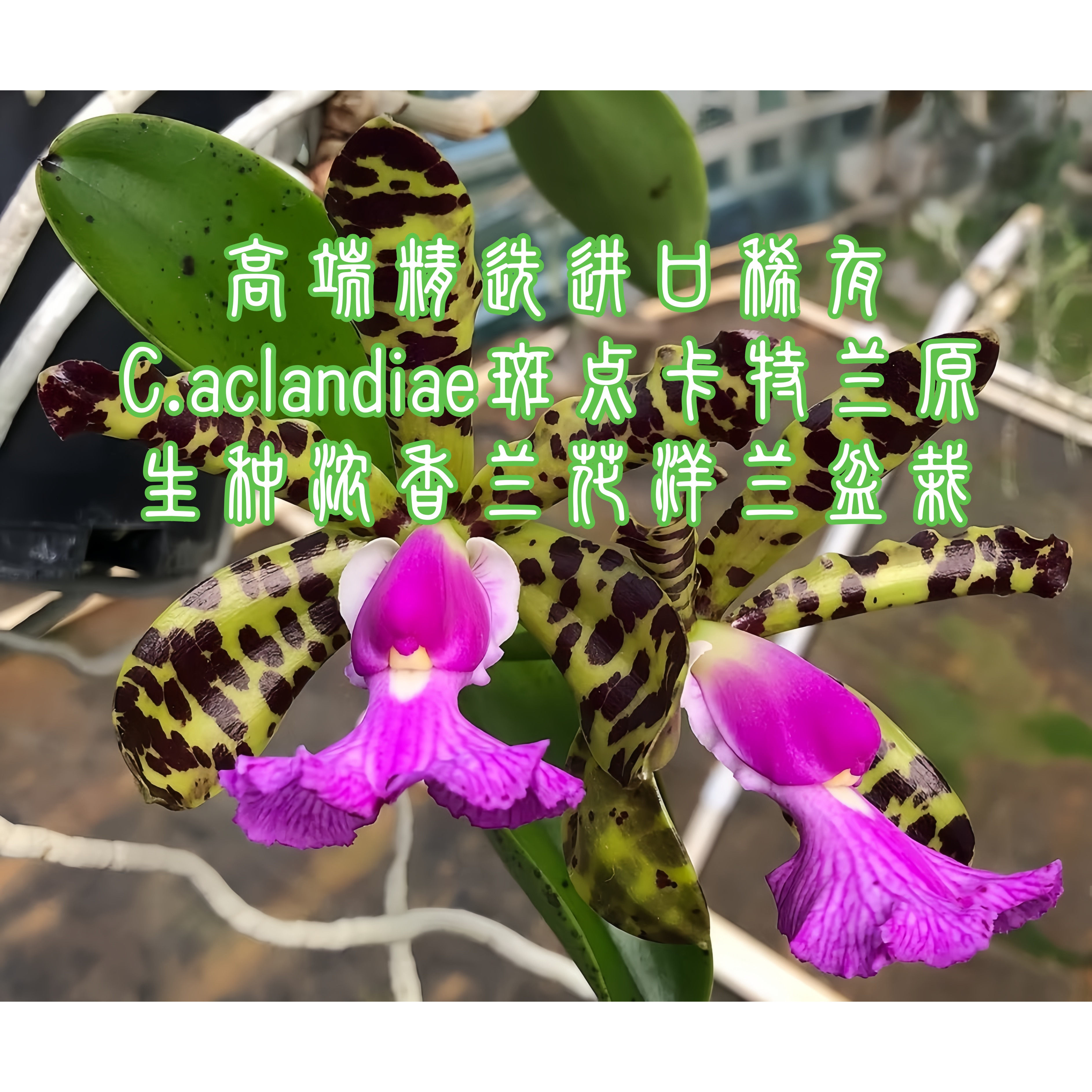 兰花洋兰卡特兰原生种高端精选进口稀有C.aclandiae斑点浓香盆栽