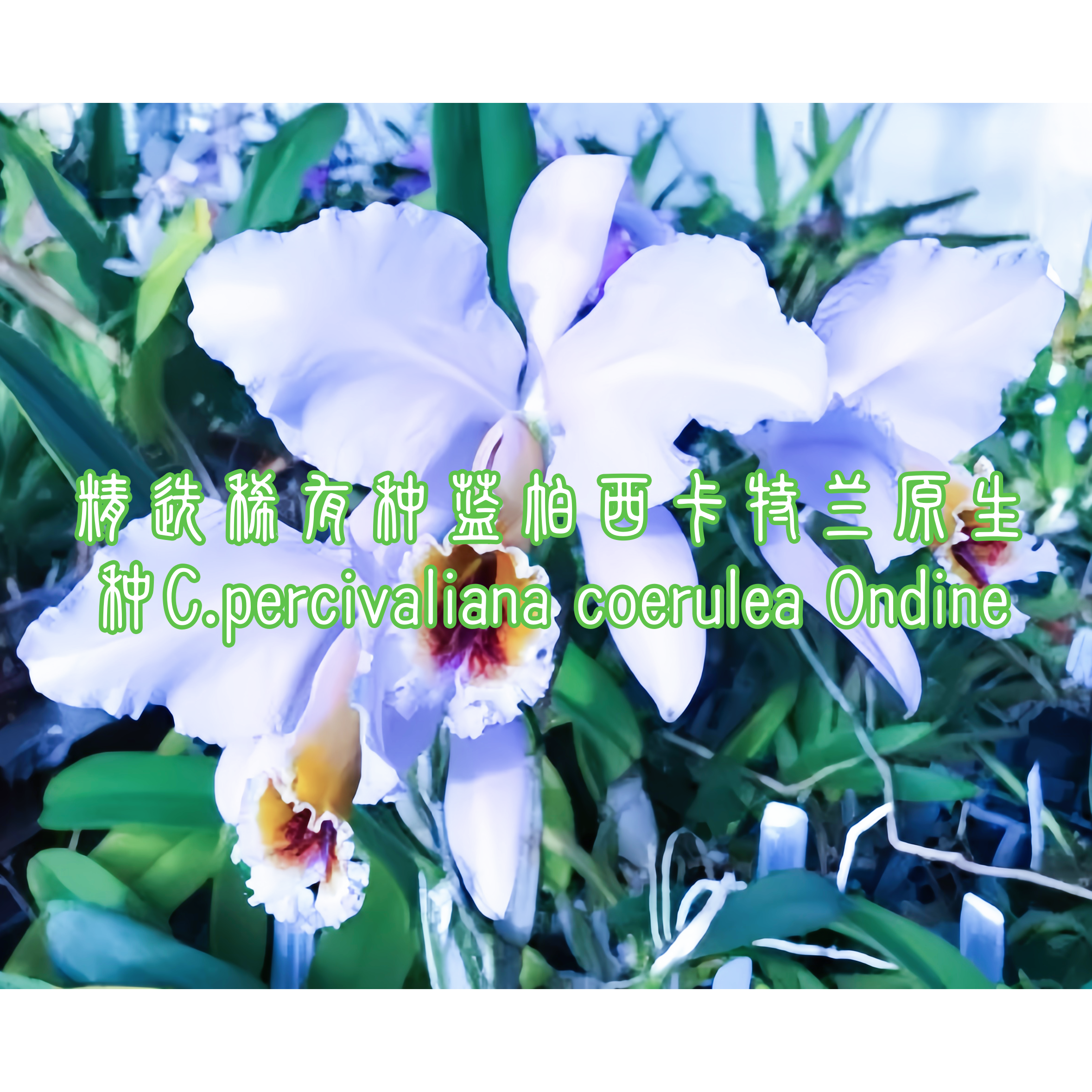 兰花洋兰卡特兰原生种蓝帕西C.percivaliana coerulea Ondine