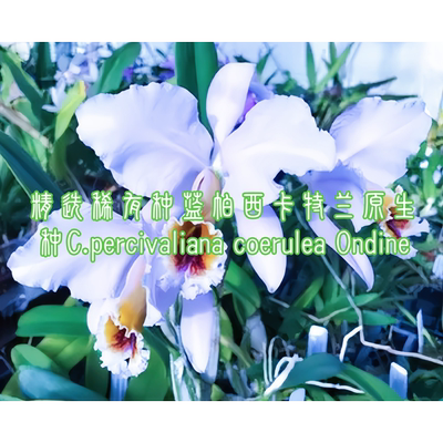 蓝帕西卡特兰原生种兰花洋兰
