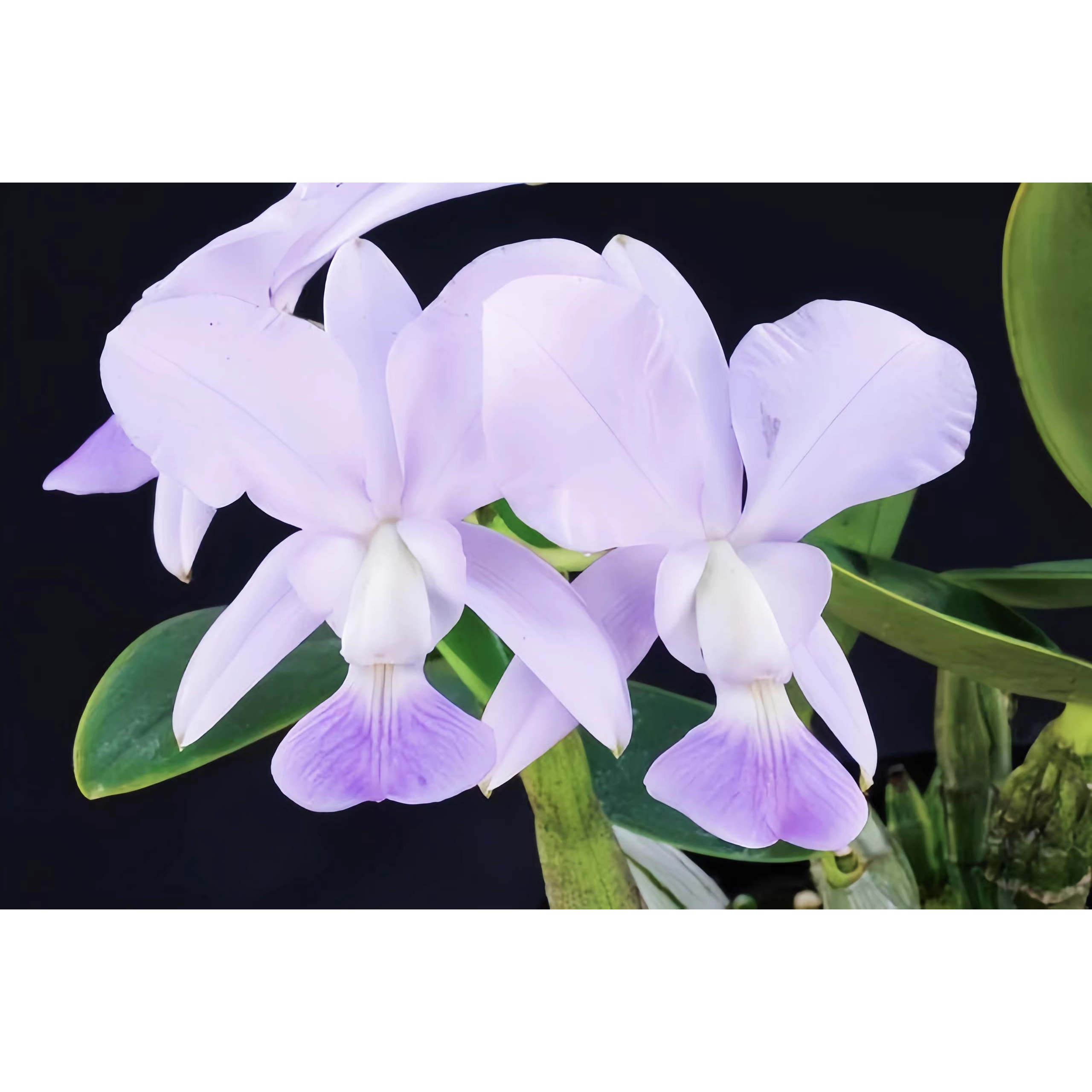 兰花洋兰卡特兰原生种C.walkeriana var.coerulea 蓝色走路人有香
