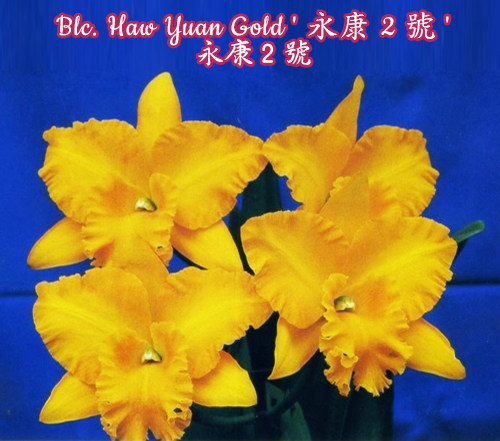 永康2号卡特兰Rlc.Haw Yuan Gold (MC)稀有黄色大花 有香气