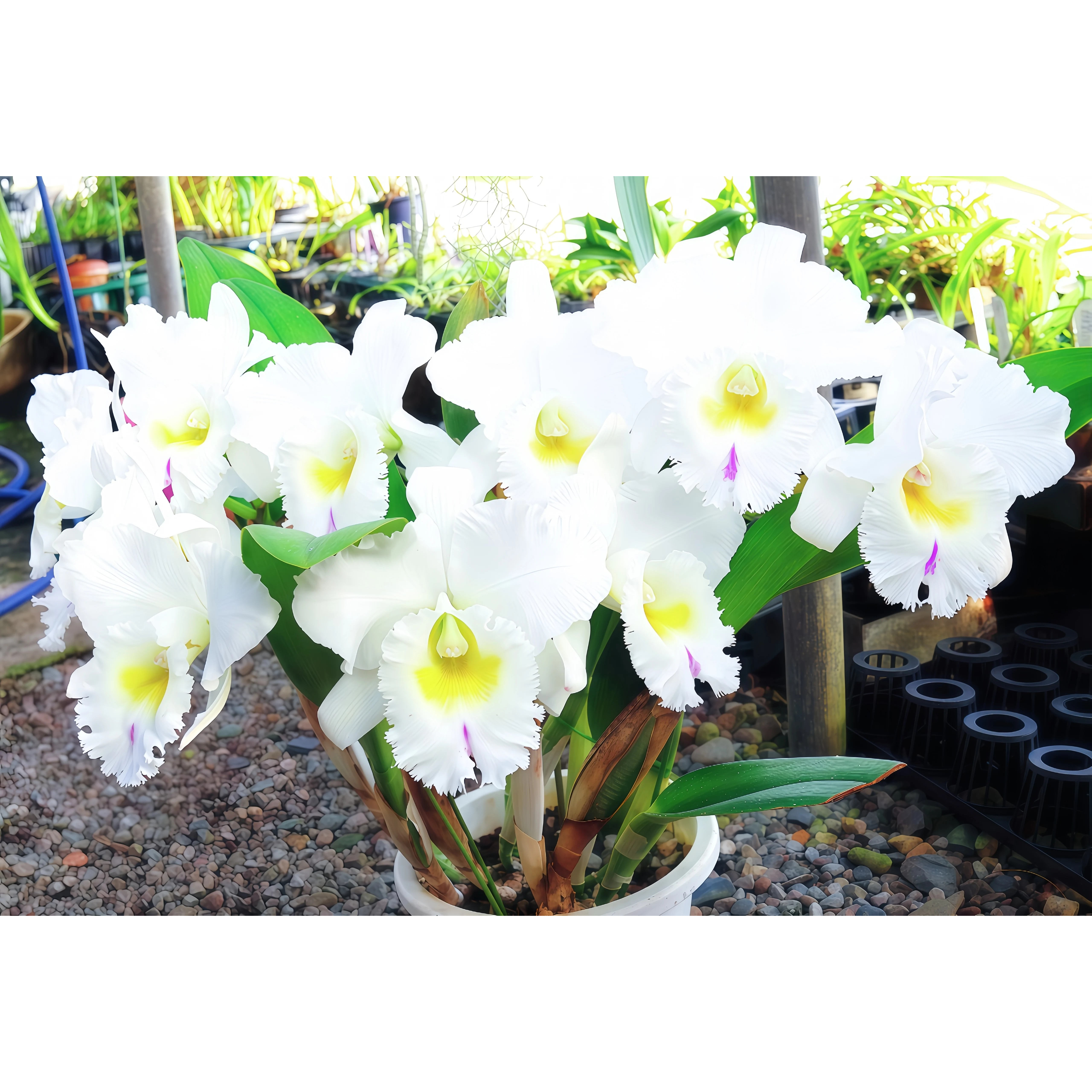 进口植株大花卡特兰珍奇白花个体有香味Rlc.Burdekin Wonder白雪