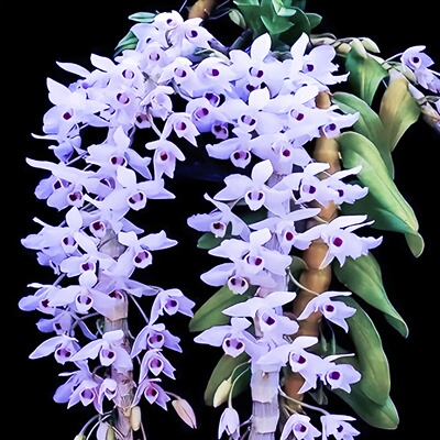 精选兰花洋兰白麝香石斛兰原生种Den.parishii semi-alba花有浓香