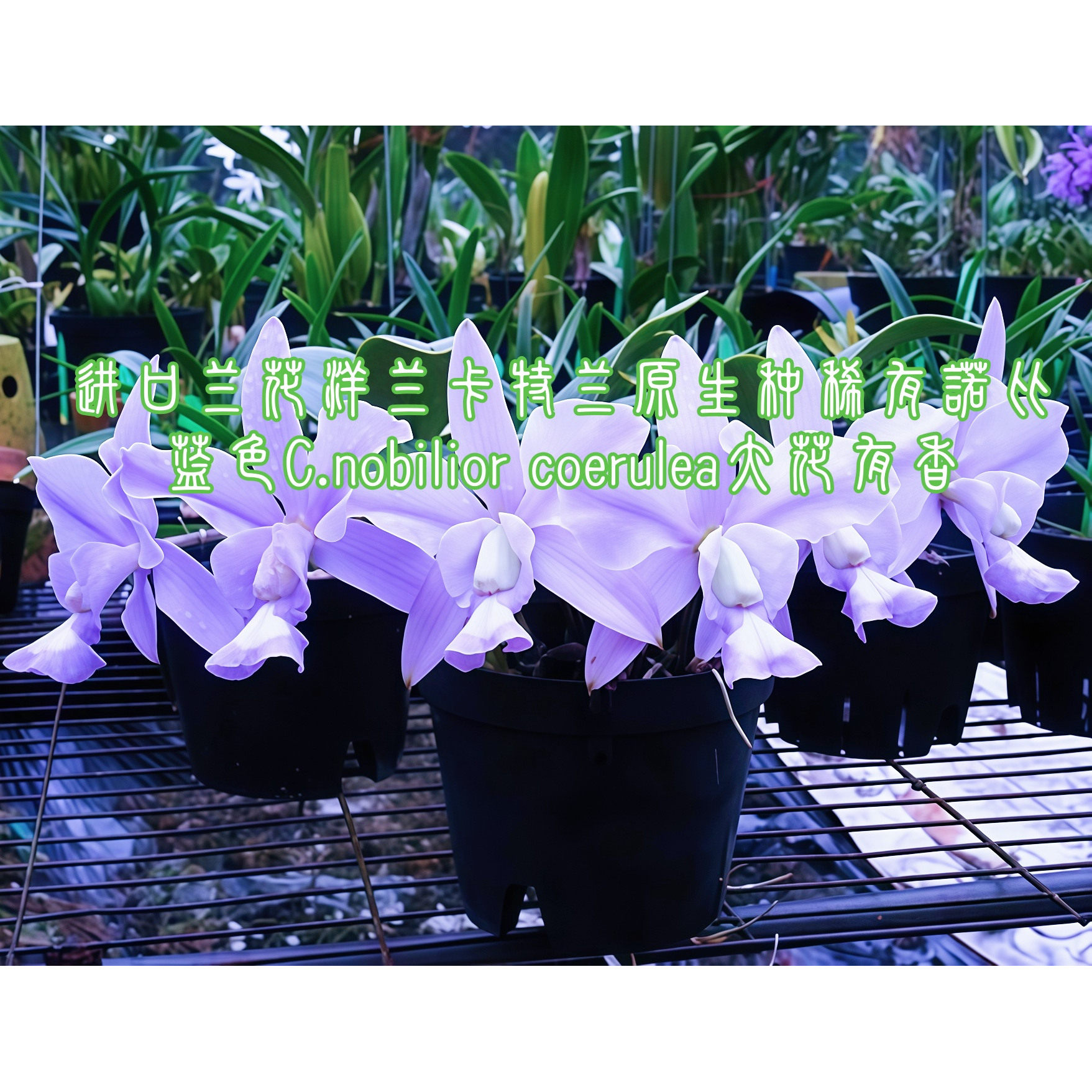 兰花洋兰卡特兰原生种稀有诺比利亚蓝色C.nobilior coerulea有香