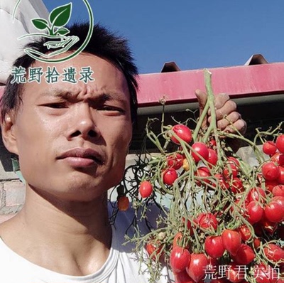 【矮化型】天竺葵之吻3粒（荒野拾遗录）满39包邮