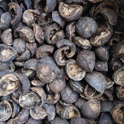 晒干千年桐桐籽壳油桐籽壳农产品桐子壳桐籽果外壳灰水