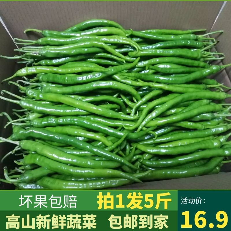 辣椒新鲜青辣椒高山应季蔬菜二荆条中辣农家自种辣椒现摘现发包邮