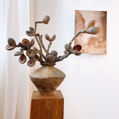 进口哈克木真花干花家居装饰店铺美陈插花稀有花材板球荣桦干树枝