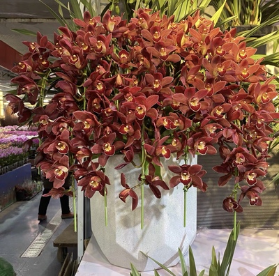 大花惠兰新年花宵花卉兰花盆栽杭州同城花店配送领导同事家居摆放