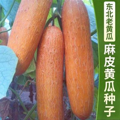 东北老黄瓜种子/麻皮黄瓜仔农家老品种春秋冬季四季蔬菜种孑