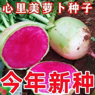 红心西瓜水果萝卜种子籽生吃脆甜青皮红瓤红心萝卜种子四季春秋播