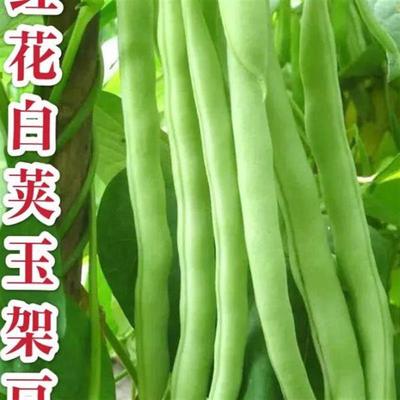 四川种都红花白荚玉架豆种子无筋四季豆芸豆春夏秋四季菜园蔬菜籽