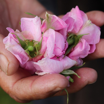 【苏三家】大马士革bai玫瑰纯露