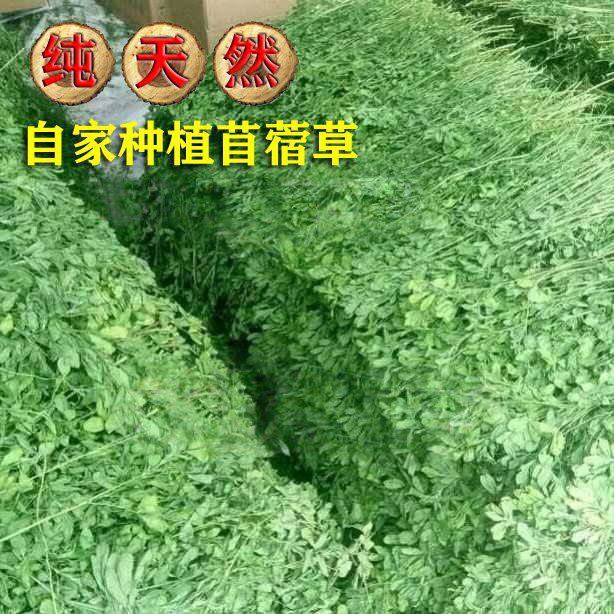大西北紫花苜蓿草宠物仓鼠爱吃零食干草兔粮兔子龙猫草荷兰猪豚鼠