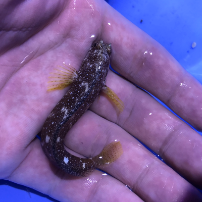 星点西瓜刨海缸吃藻鱼