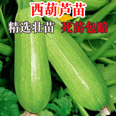 夏季幼苗秧苗西红柿站瓜苗