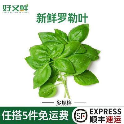 西餐调味菜青酱材料新鲜甜罗勒叶