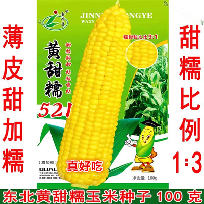 黄甜糯521玉米种子春播早熟