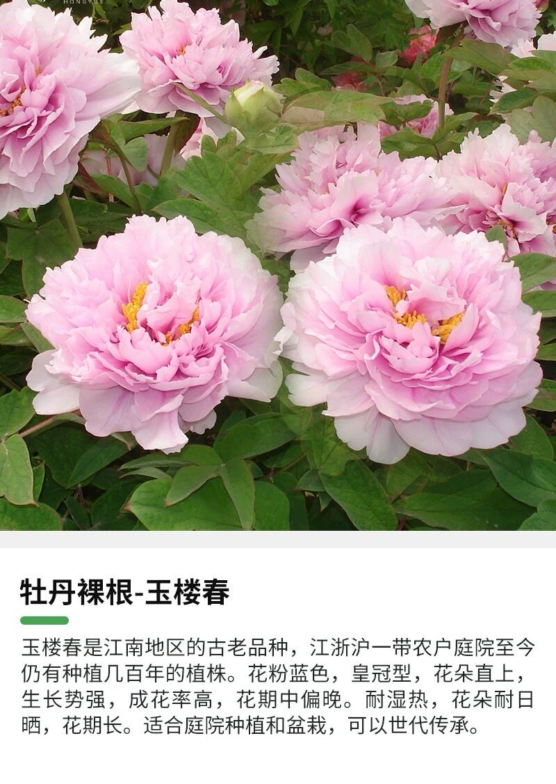 江南粉兰色牡丹名品---玉楼春，秋天发货